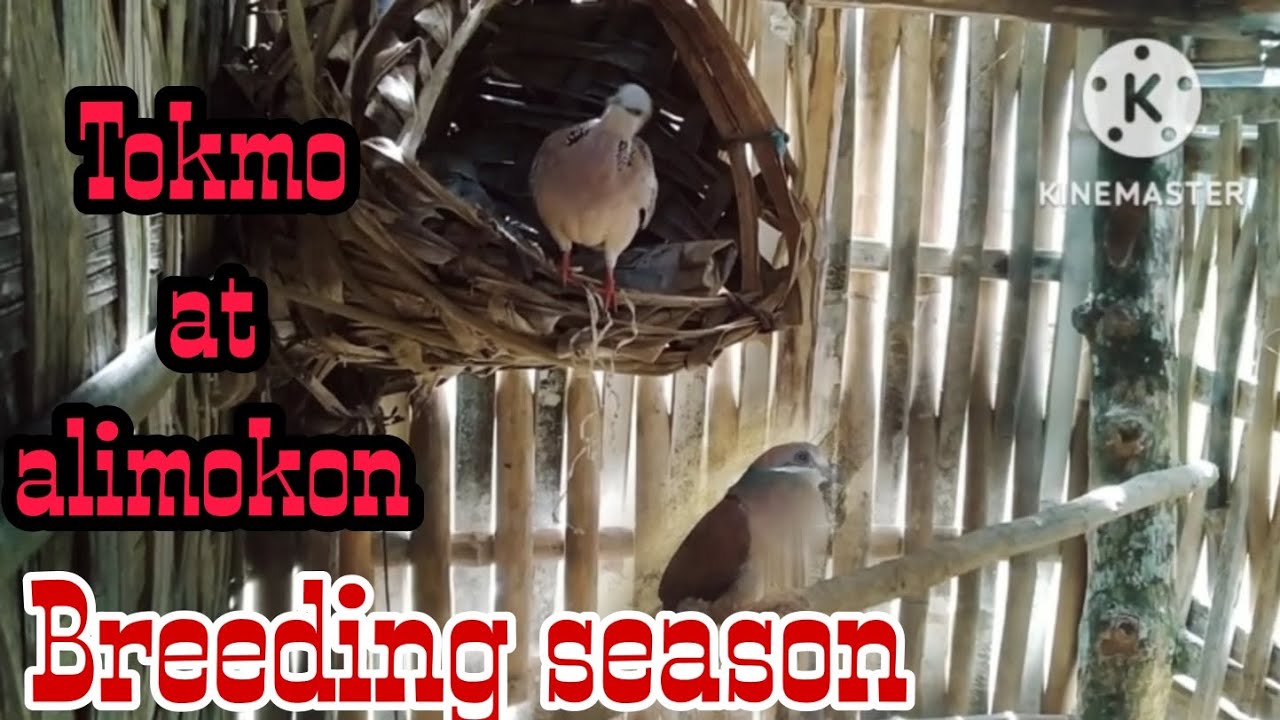 Ganto mag Breeding ng alimokon at Tokmo. - YouTube