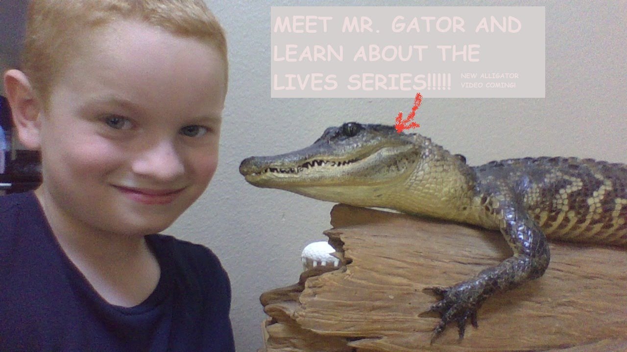 Rating and age for the LIVES series and Meet Mr. Gator! - YouTube