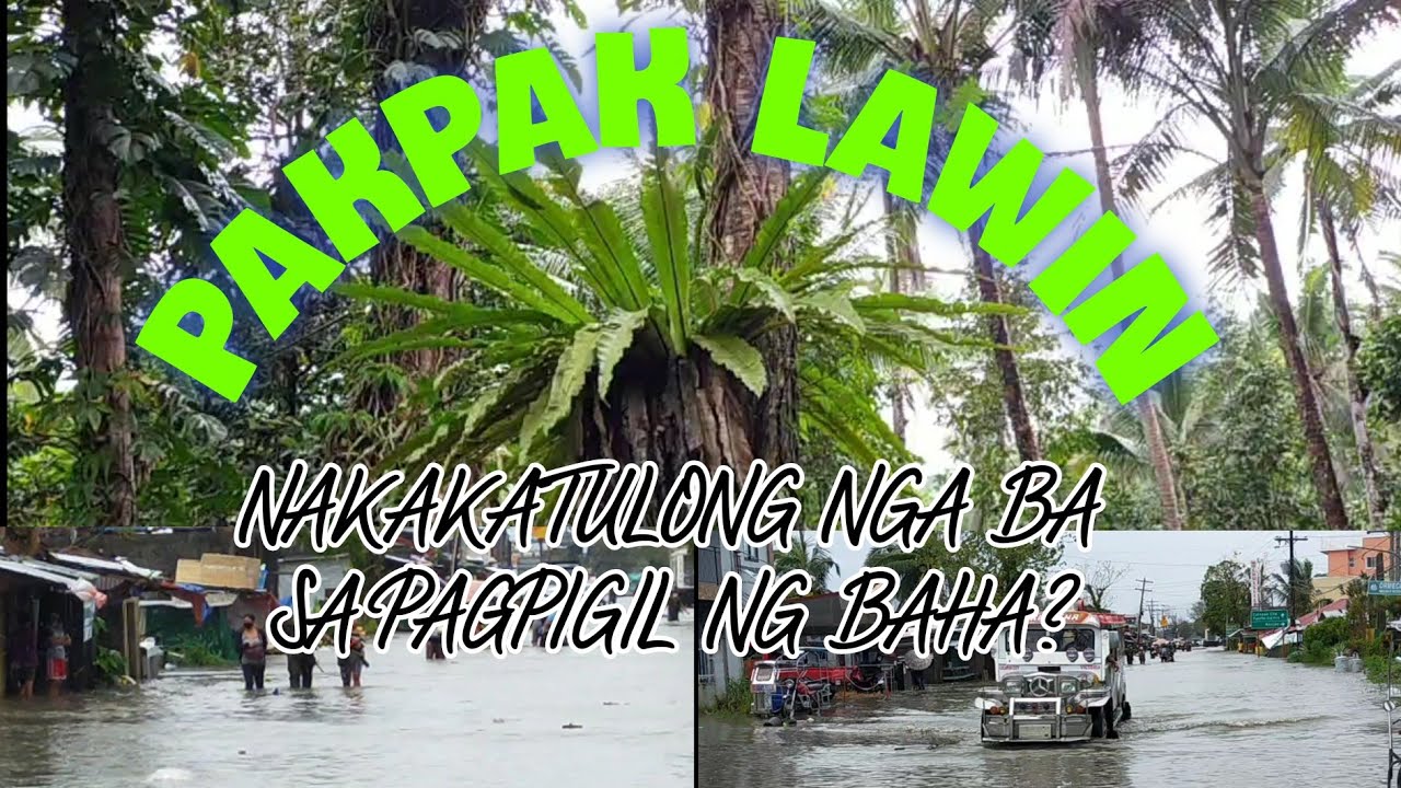 PAKPAK LAWIN NAKAKATULONG NGA BA SA PAGPIGIL NG BAHA? - YouTube