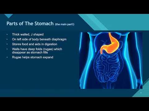 SBI3U 6.1 - Introduction to Digestion (Digestive Tract) - YouTube