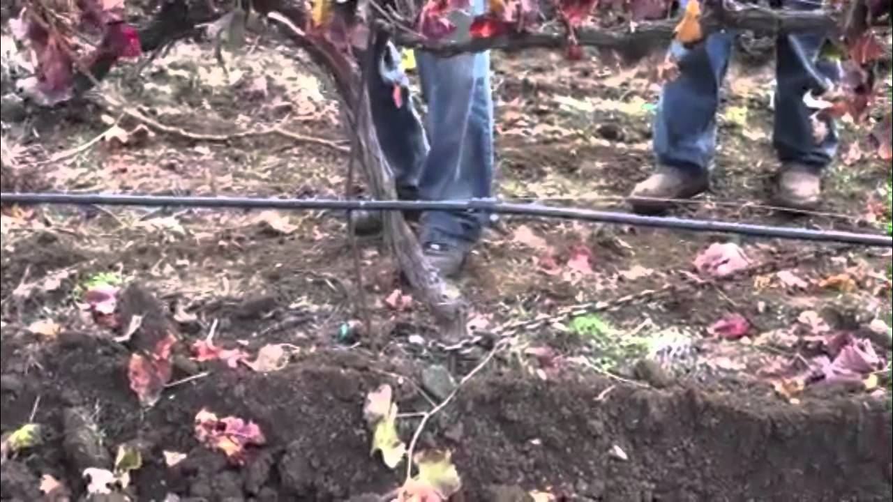 Removing Wine Grape Vines - Cimarone and 3CV Estate Wines - YouTube