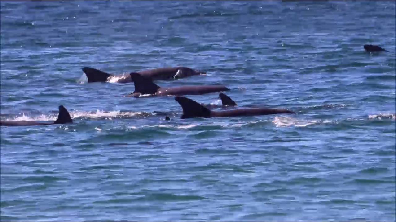 Tail slapping Dolphins off Palm Beach - YouTube