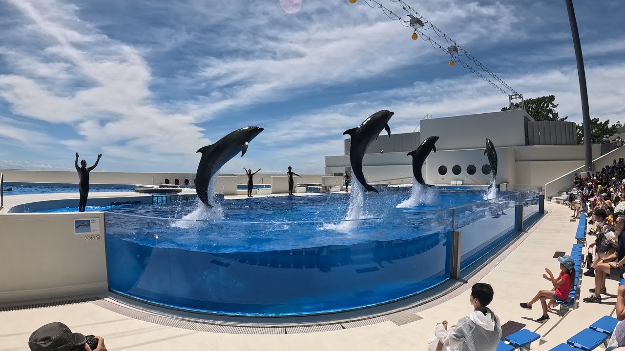 DOLPHIN SHOW - KOBE SUMA SEAWORLD DOLPHIN SHOW [4K] - YouTube