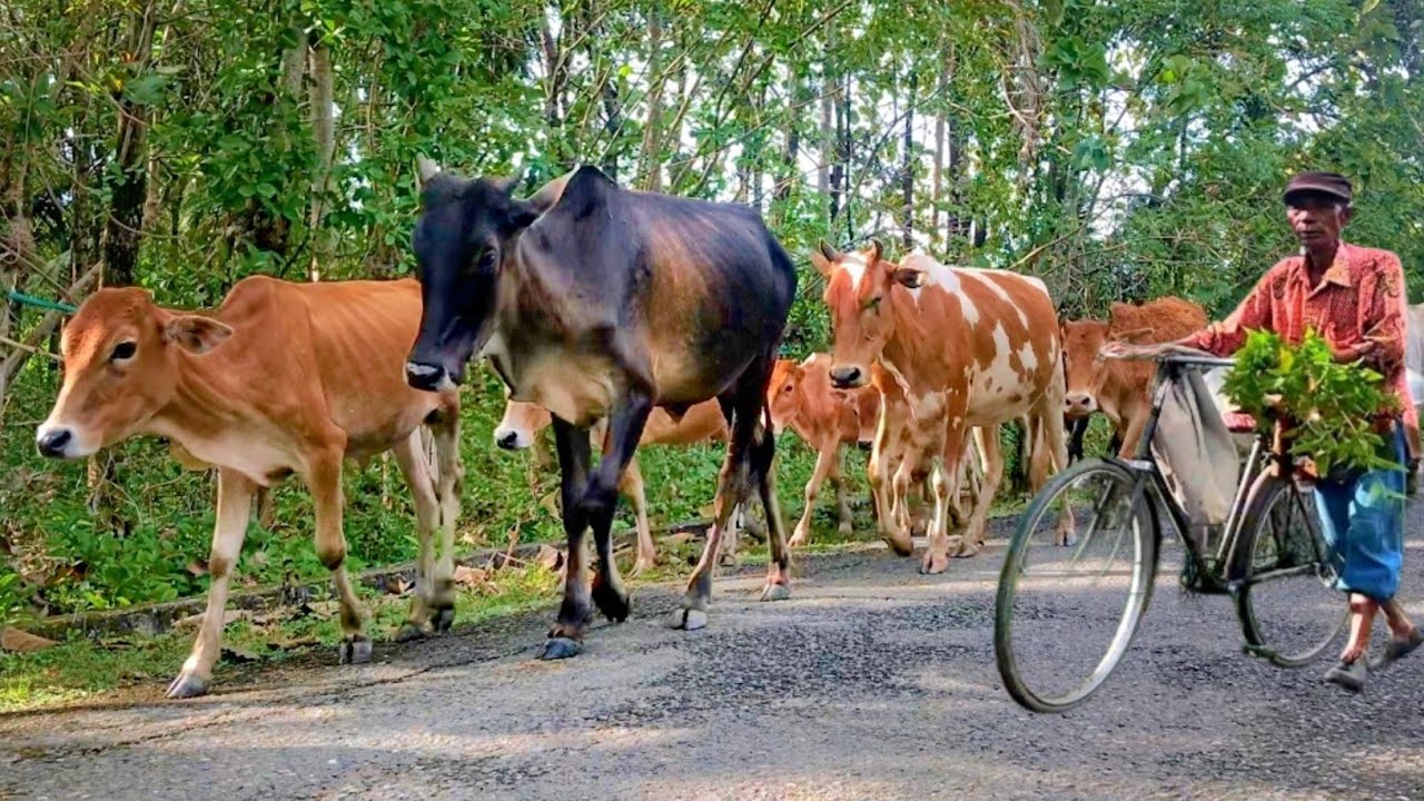 Cow cow - pemilik sapi lembu ini mengiring sapi sampai berlari lari ke ...