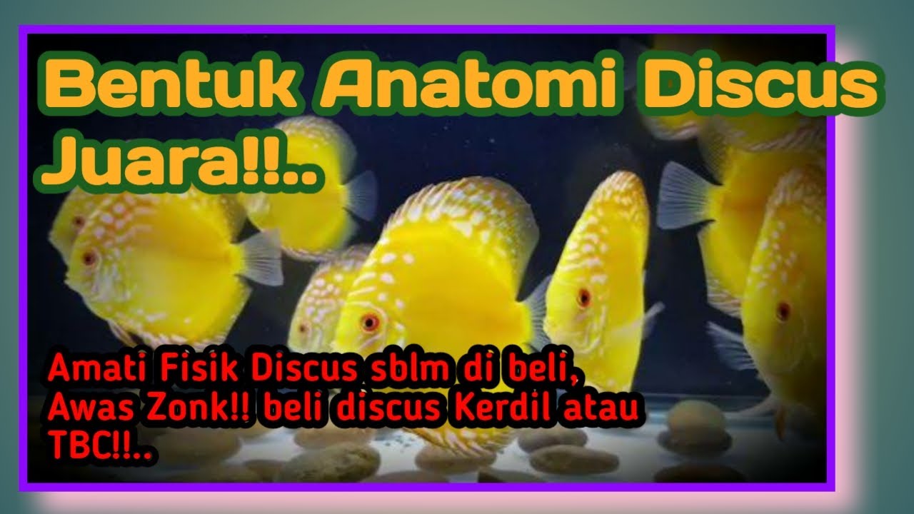 Bentuk Anotomi Body Discus Calon Juara - YouTube