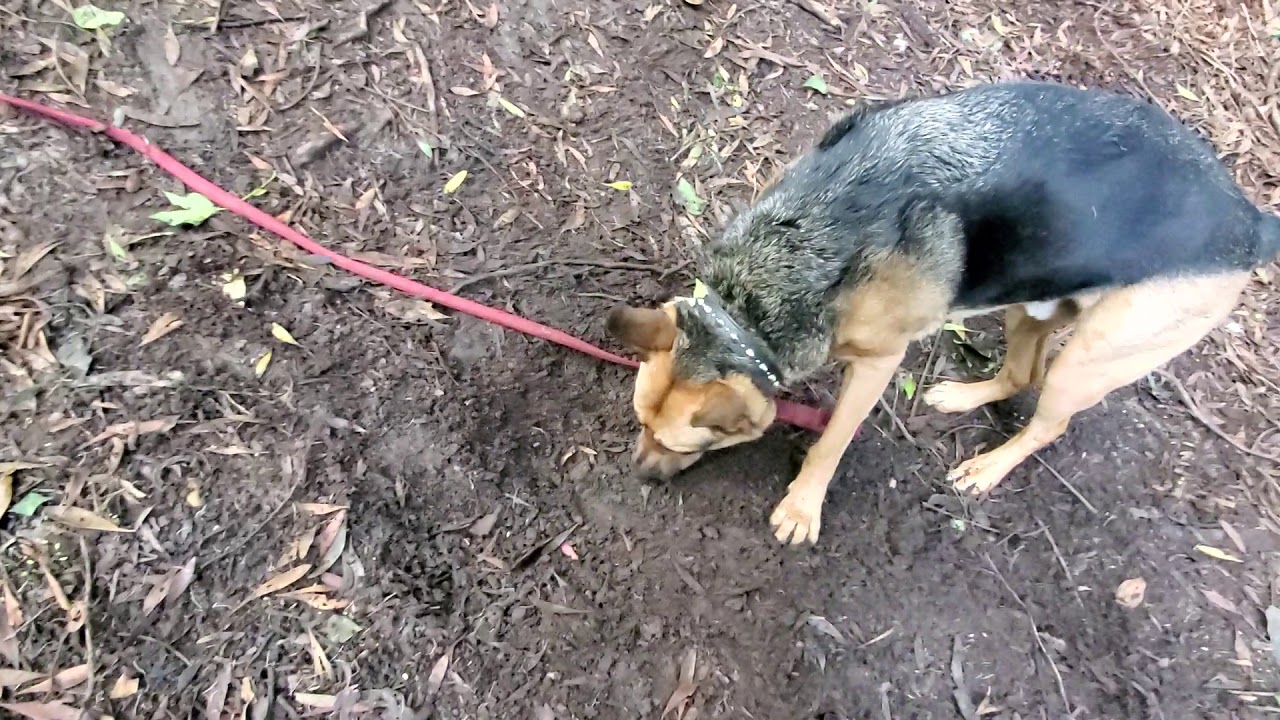 Why Do Dogs And Humans Stay Together? - YouTube