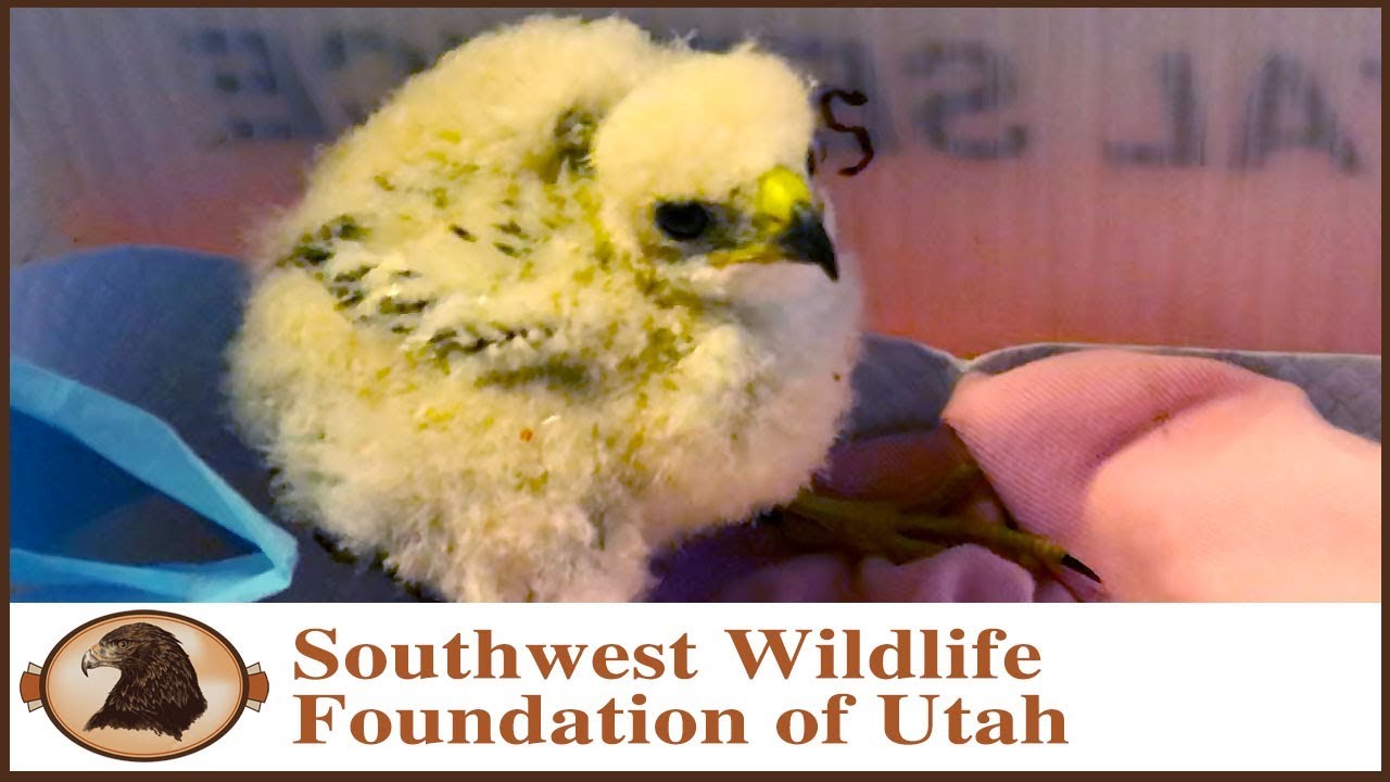 Baby Critters! Little Critters! - YouTube