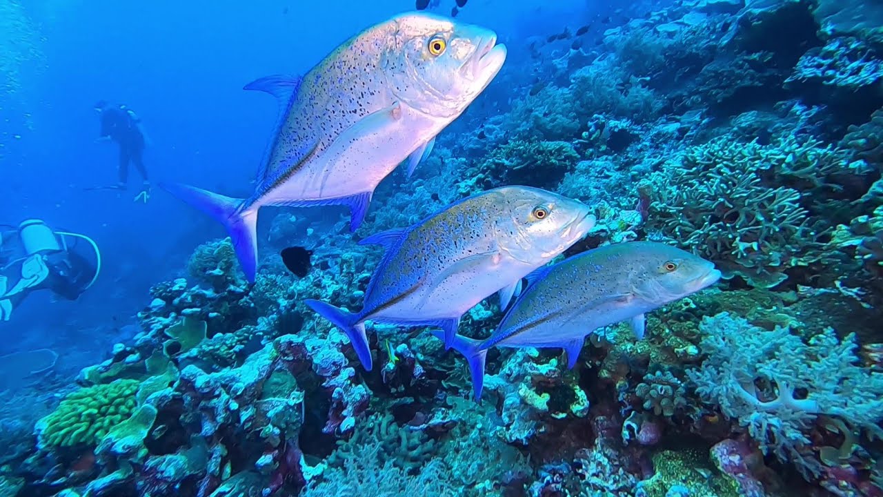 Suangi (dive site), Ring of Fire - Scuba diving liveaboard, Indonesia ...