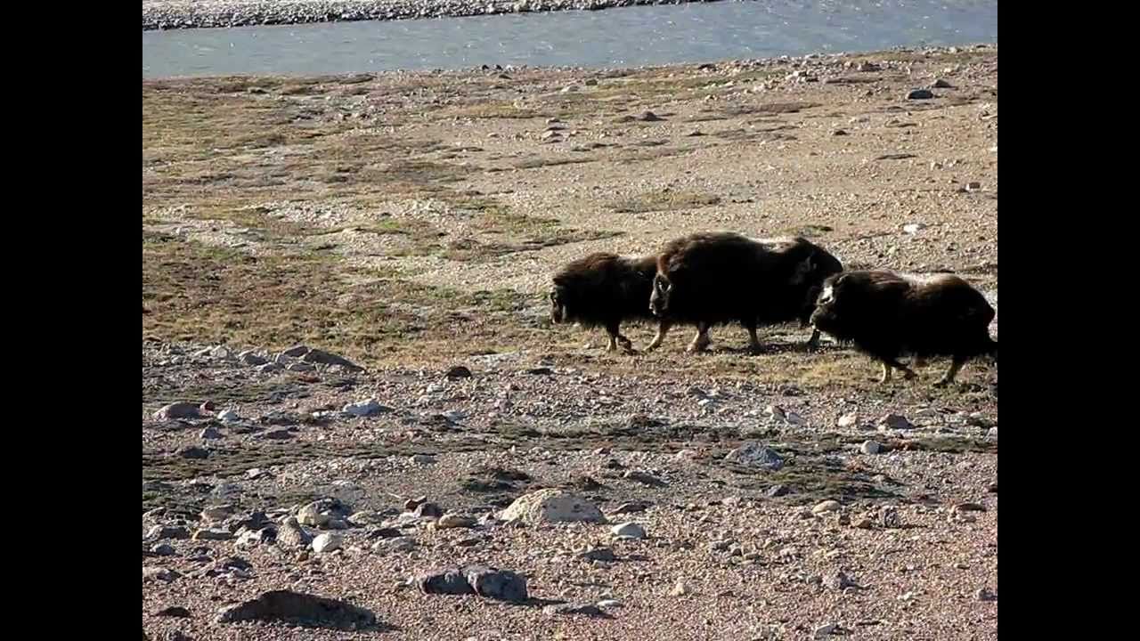 Musk Ox on Ellesmere Island - YouTube