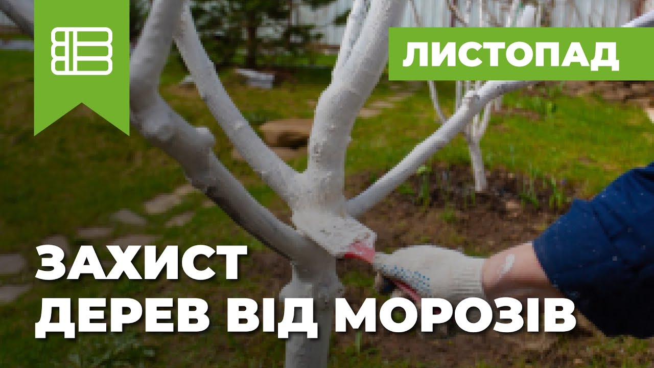 15. Защита деревьев от морозов. Ноябрь - YouTube