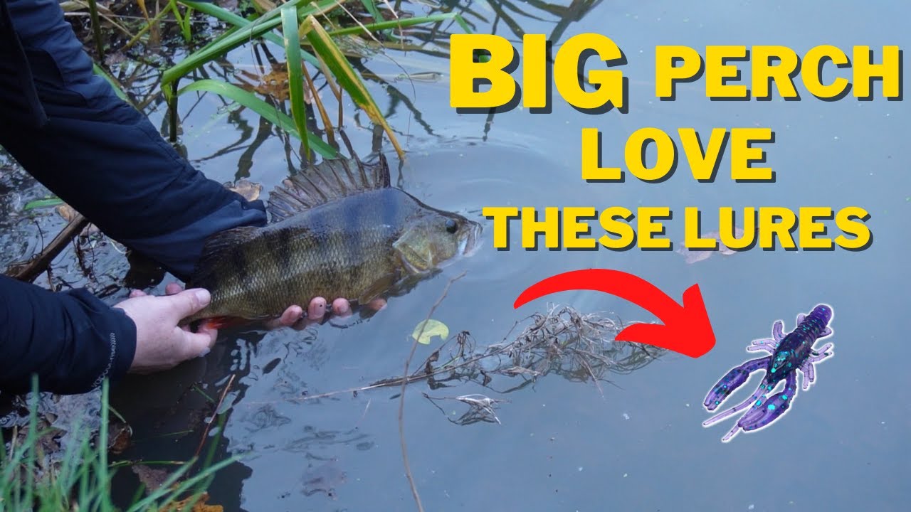 Specimen Canal Perch On Micro Lures - YouTube