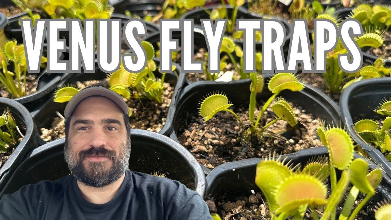 How To Care For Venus Flytraps! Straightforward Guide To Growing ...