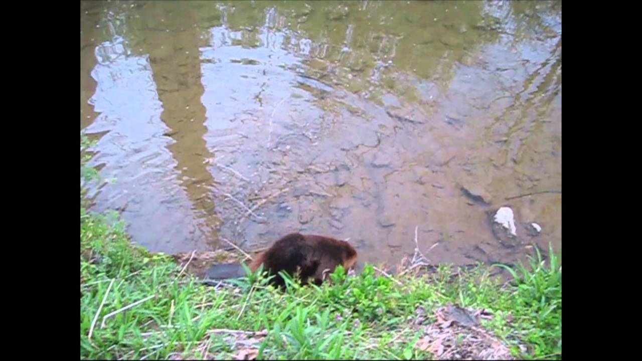 A Beaver Release - YouTube
