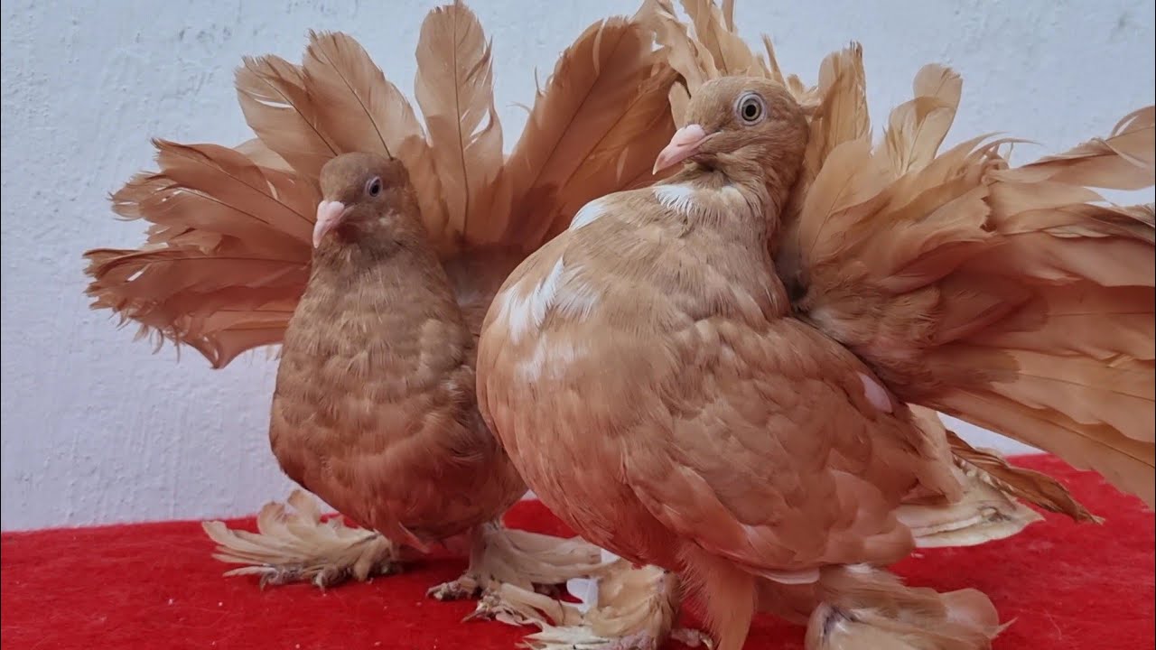 AMERICAN FANTAIL CHICK PAIRS FOR SALE IN HYDERABAD!! 9030031760 - YouTube
