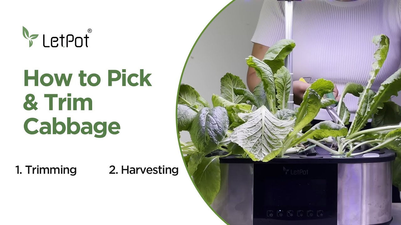 How to Pick & Trim Cabbage - YouTube