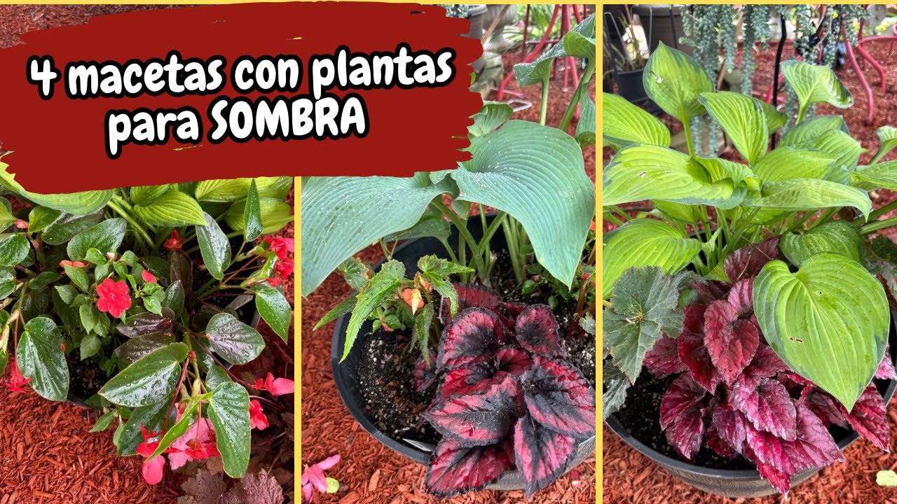 TRASPLANTANDO en 4 MACETAS plantas para SOMBRA - YouTube