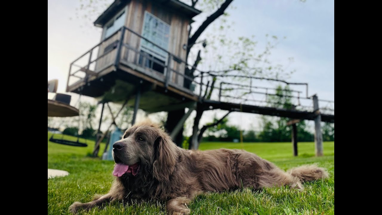 Giant Dog, Tiny Treehouse: Reflections on Motherhood - YouTube