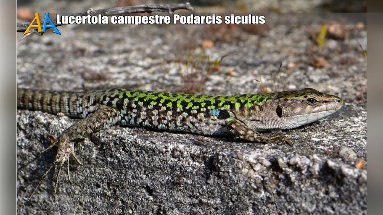 Morso Di Lucertola Arricciata Italian Wall Lizard Lucertola