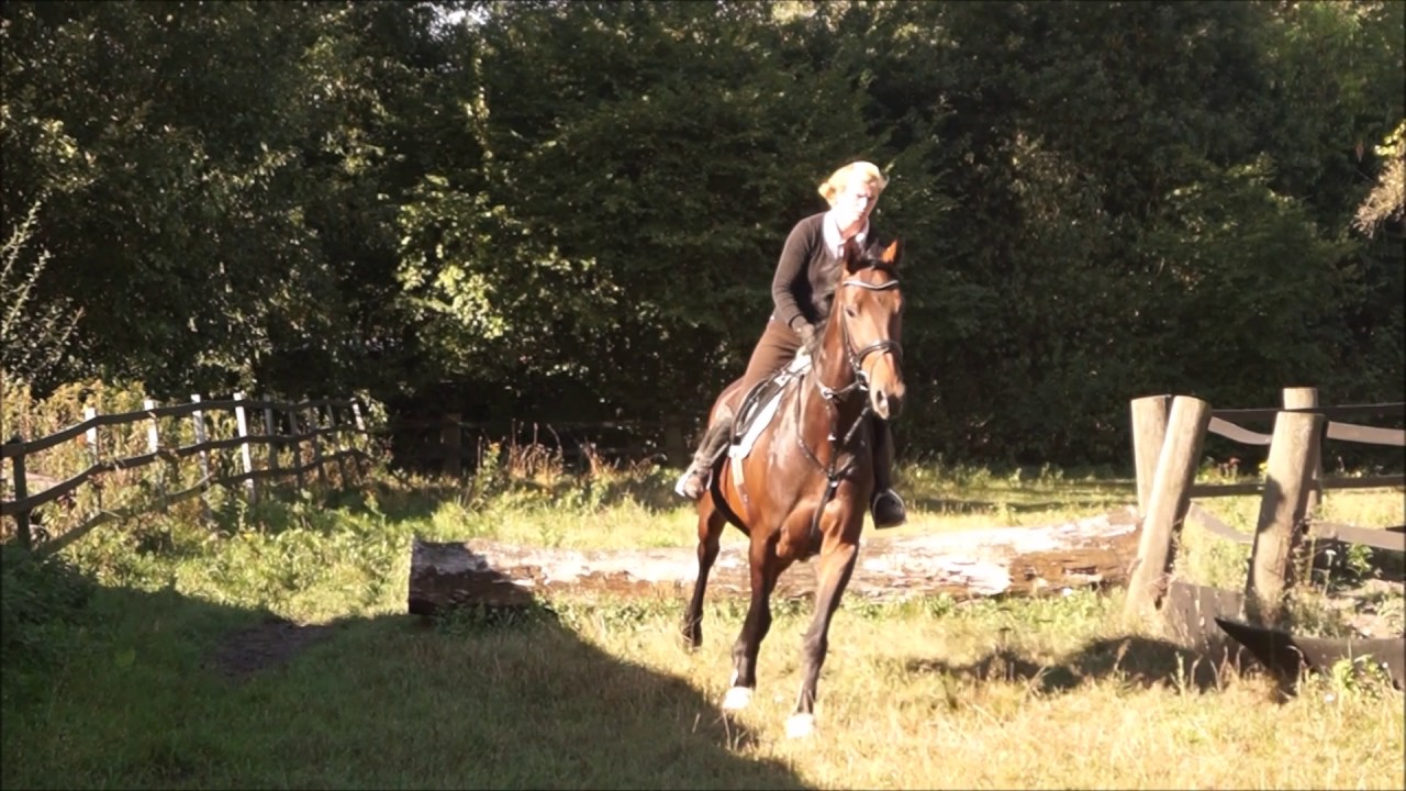 Verkaufspferd: Hannoveraner Stute 4 jährig von Don Index / Feiner Graf ...