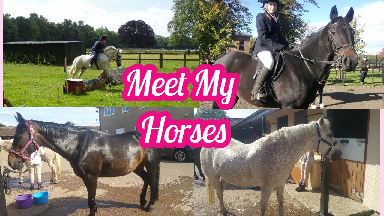 Meet My Horses - YouTube