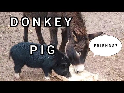 FACTS: DONKEY AND PIG UNMEASURABLE FRIENDSHIP #donkey #pig #animals ...