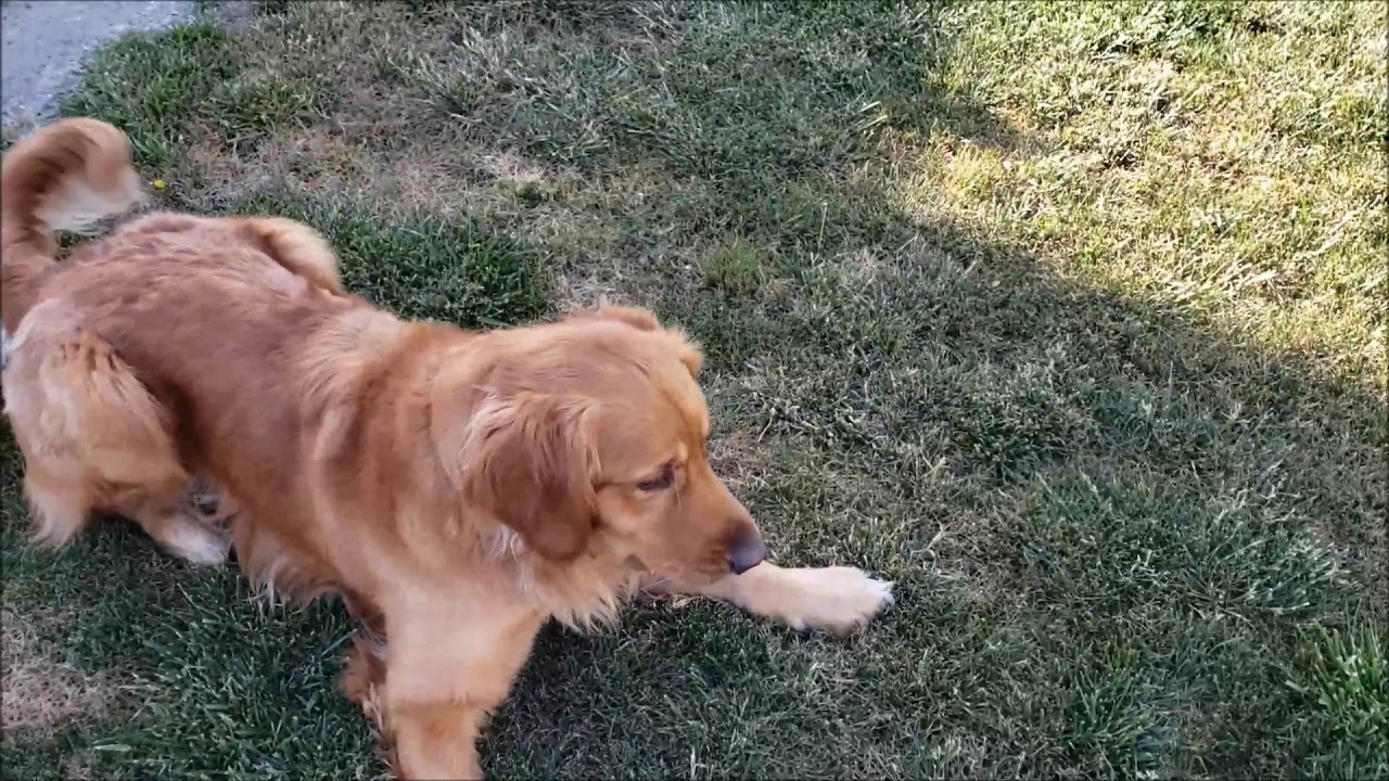 Talking Dog Runs In Circles Jukes Plays And Loves Chase Tug of war talking-dog-runs-in-circles-jukes-plays-and-loves-chase-tug-of-war
