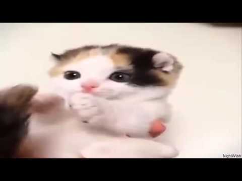 En İlginç Kedi Videoları