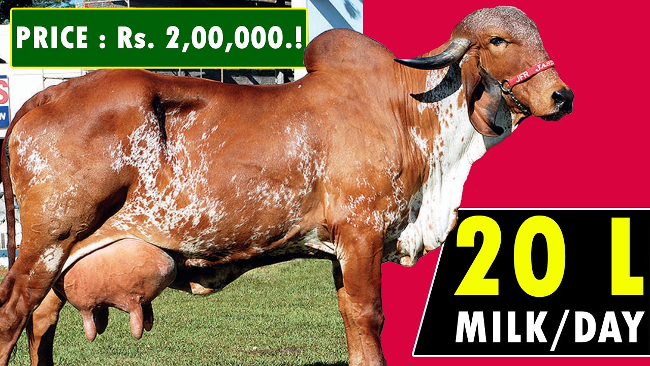 GIR COW BREED Complete Information s Highest Milk Producing Cow gir-cow-breed-complete-information-s-highest-milk-producing-cow