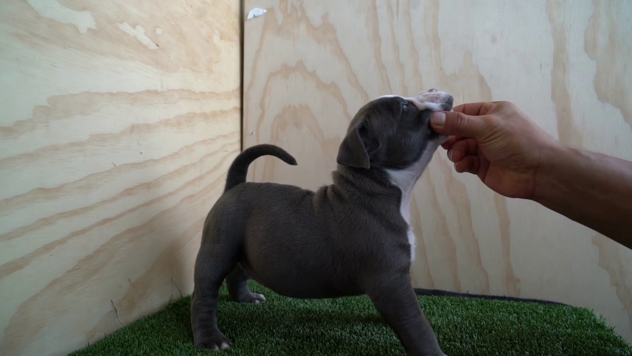 Amazing 6 week old American Pocket Bully's (sold) - YouTube