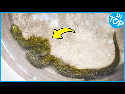 Шерстяная Змея - Как Такое Возможно?