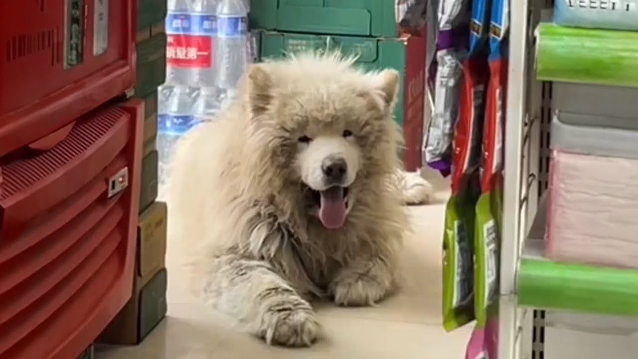 If You Come Back, I’ll Adopt You — The Dog Waiting at My Shop’s Door ...