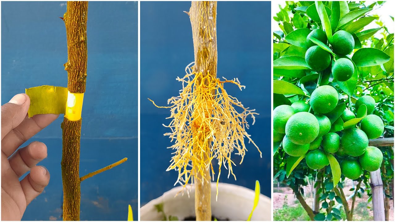 How to do air layering in lemon tree || Fast And Easy Method to grow ...