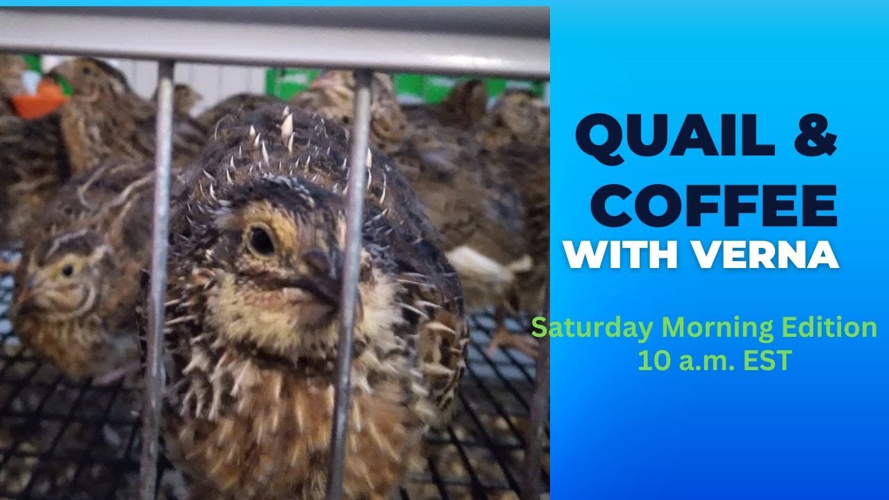 Weekly Coffee and Quail with Verna. Saturday Morning Edition. - YouTube