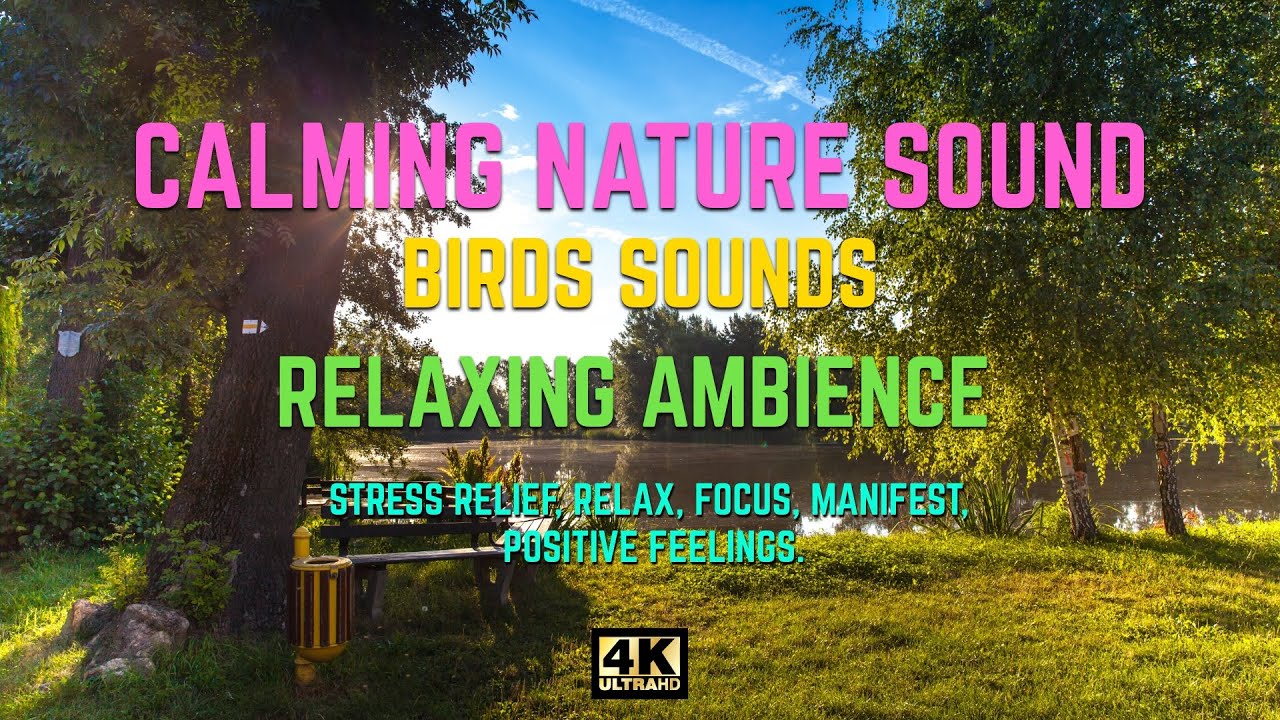 Spring Time Music 🌼 Spring Scene 🍃💮 Birds Singing🐦 4K One Hour Long ...