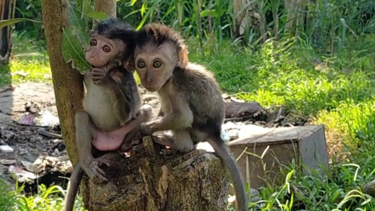 Baby Monkey, Kiki and Kiko Relax while enjoying the breeze - YouTube