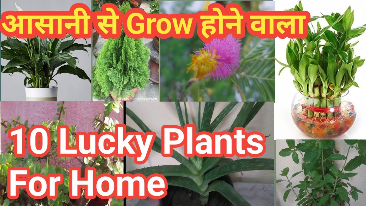 10 Best and Easy growing Lucky plants for home / Lucky plants name ...