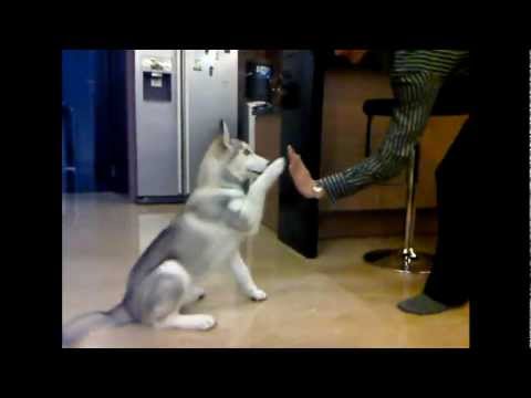 Dog tricks - Siberian Husky - YouTube