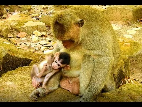 Marcus Is Good Monkey Leader !! All Baby Moneys Really Love Him..Marcus ...