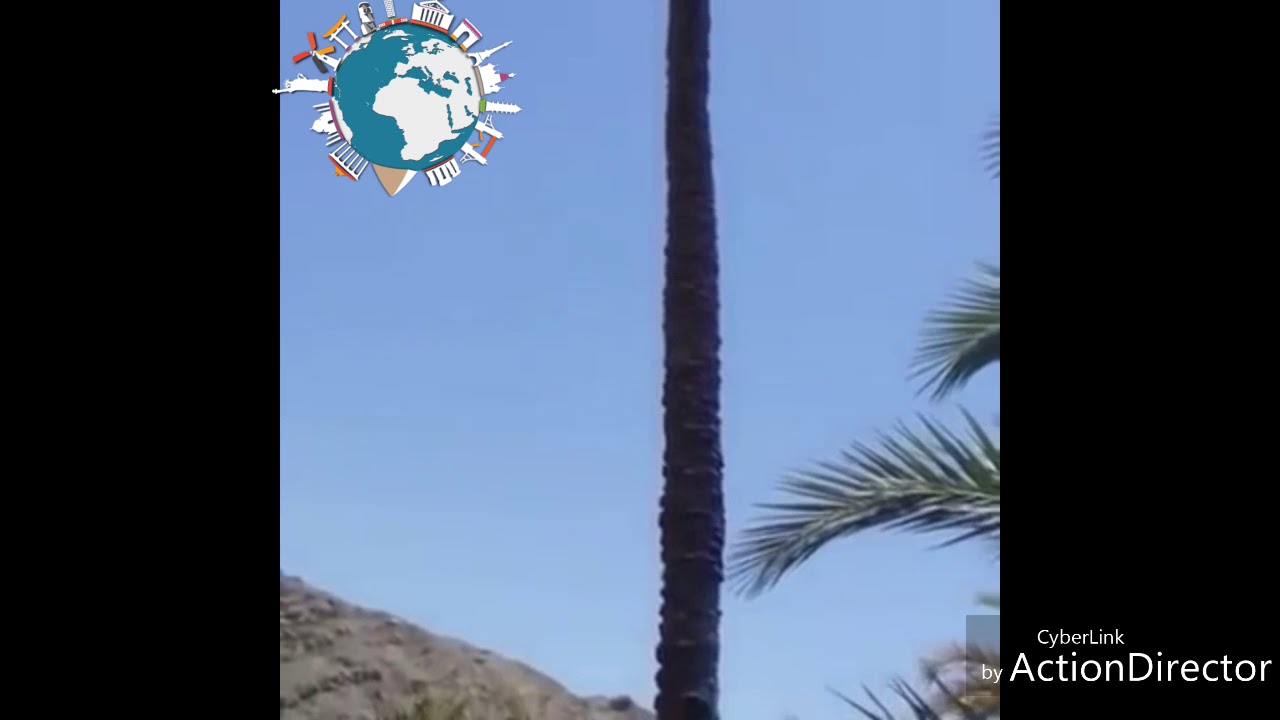 Goat Climbs Up A Palm Tree - YouTube