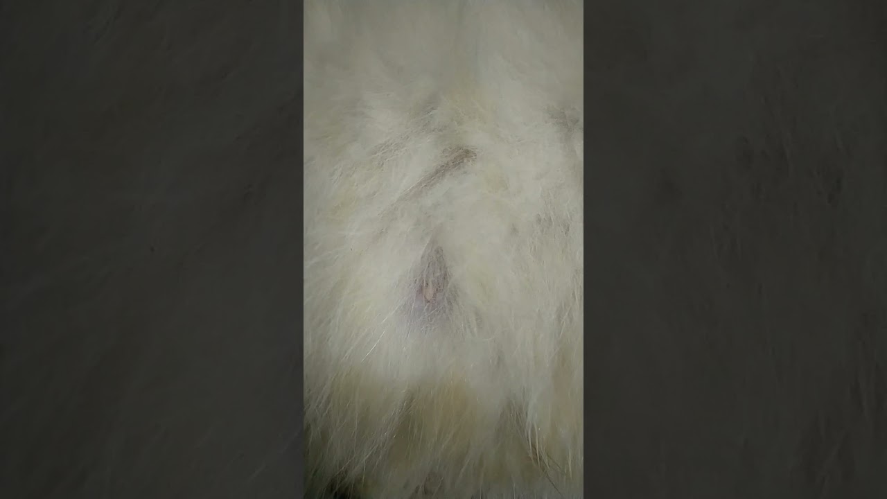 puting susu kucing di antara bulu bulu - YouTube