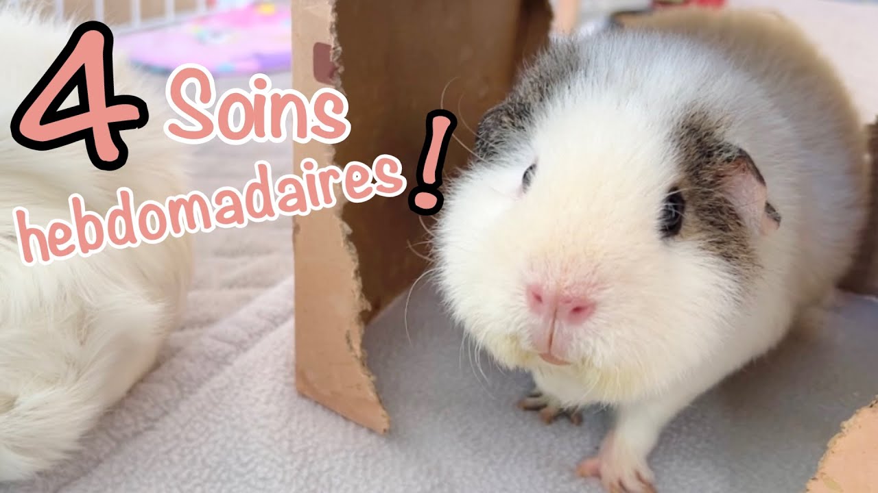 Les 4 tâches hebdomadaires à faire! - Cochon d'Inde - YouTube