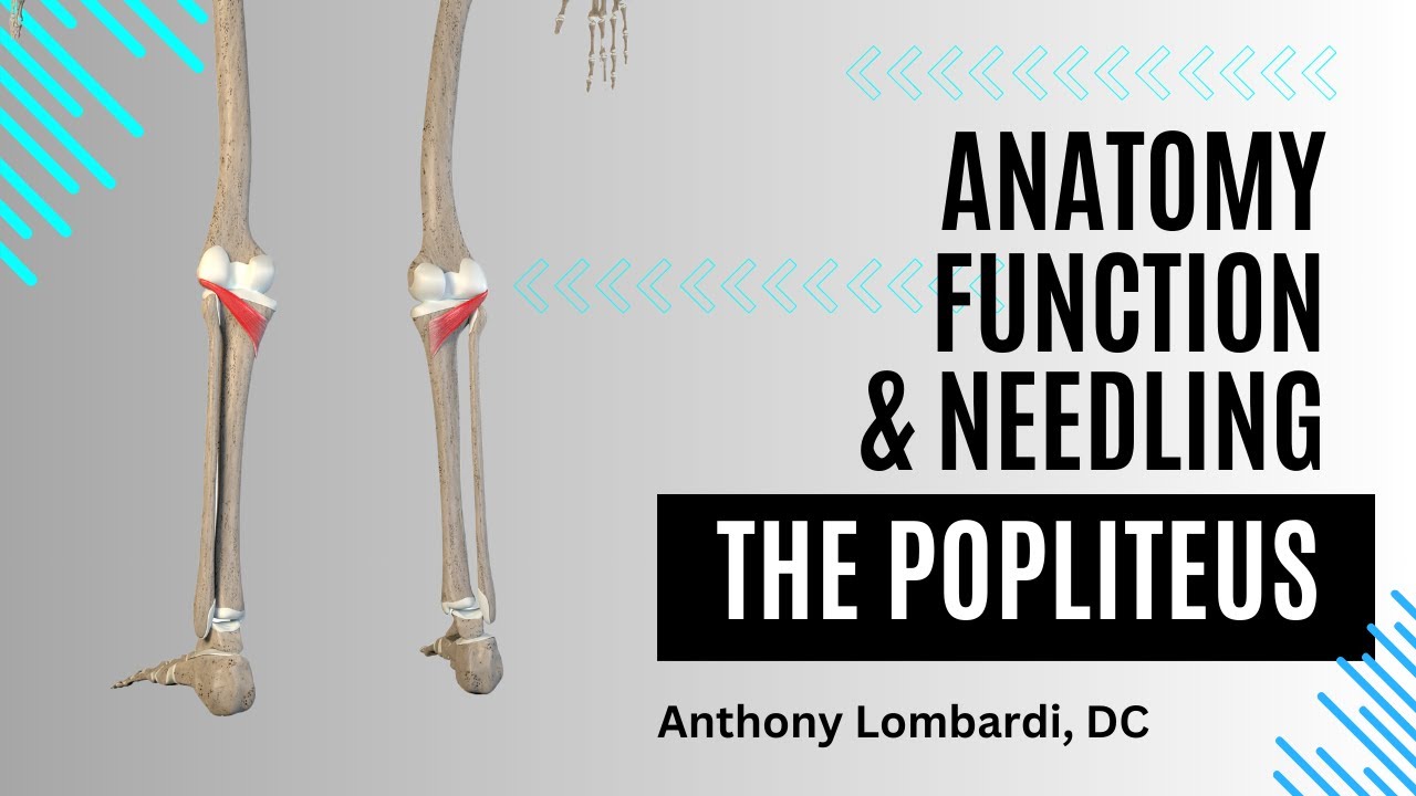 The Popliteus Muscle The Key To Unlocking The Knee YouTube the-popliteus-muscle-the-key-to-unlocking-the-knee-youtube