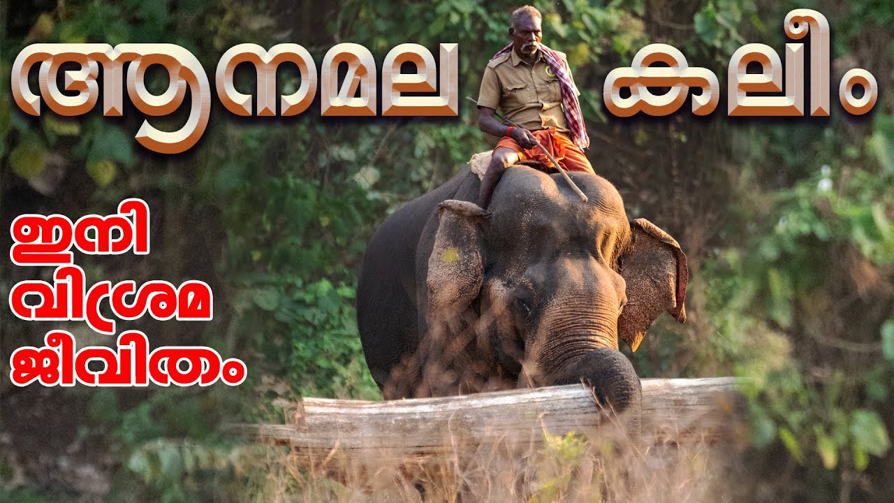 Anamala Kaleem | Asia's Best Kumki Elephant 🐘| കലീമിന് ഇനി വിശ്രമം ...