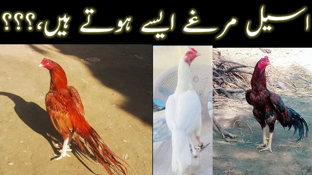 Aseel murgha#mianwali aseel murgha#aseel murgha fight - YouTube