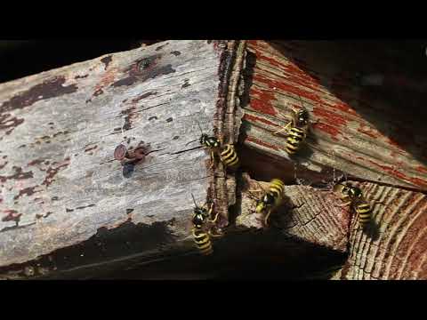 Are There Wasps In Ireland