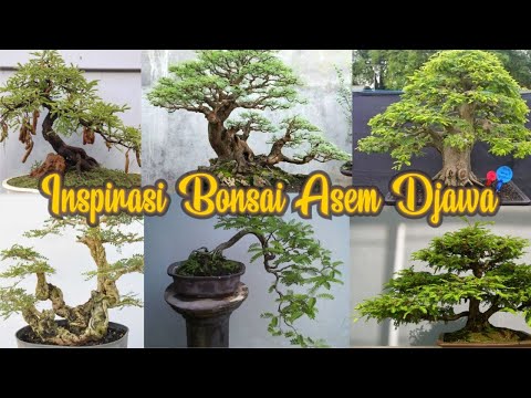 35 Bonsai Asem Jawa Terbaik Untuk Inspirasi