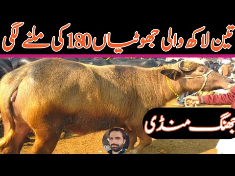 Nili Ravi Jhotian || Jhang Malomur Mandi  || Fresh Rate Latest Updates || Dundi Jhotian 