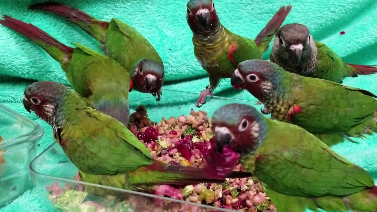 White ears emma conures with veggie(3) - YouTube