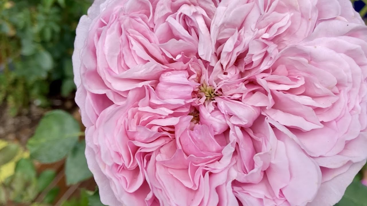 🔴Carey ~ Romantic Roses - YouTube