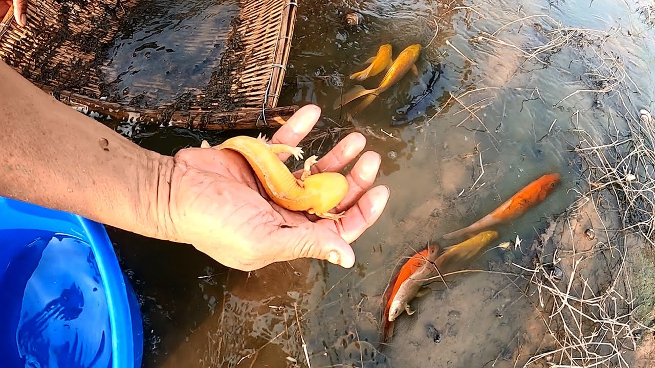 Beautiful Axolotl in Lake| Found Axolotl Japan KOI Oranda Ranchu Angel ...